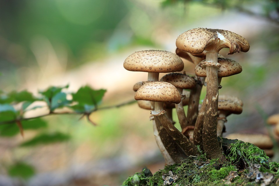 Les champignons, la chair même de la forêt... - AgoraVox le média citoyen