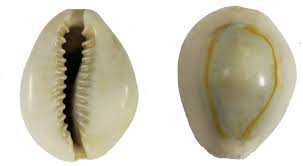 Le cauri, ce coquillage qui a longtemps servi de monnaie - AgoraVox le ...