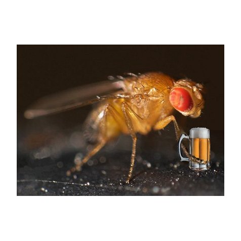 [Freaky Friday Parasite] Les mouches du vinaigre avinées - AgoraVox le ...