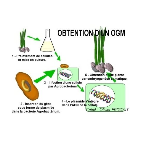 OGM : entre terreur et espoir - AgoraVox le média citoyen
