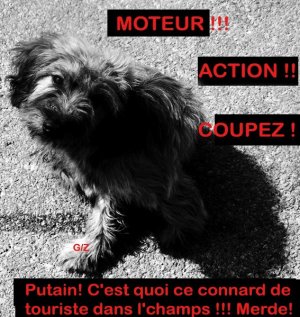 Chez l'Emir, y'a un cabot qui parle - AgoraVox le média citoyen