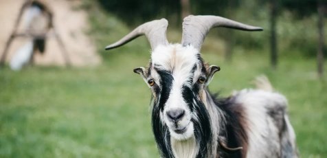 Le bouc et la souris - AgoraVox le média citoyen