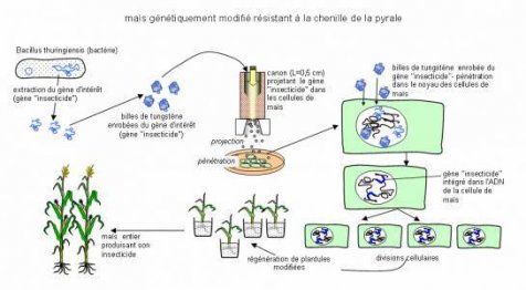 Maïs transgénique : la menace fantôme - AgoraVox le média citoyen