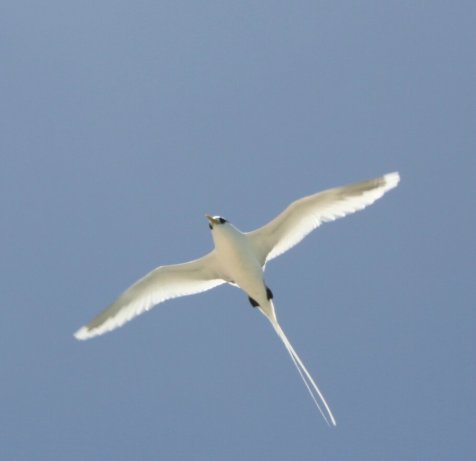 Le paille-en-queue, la croix et le Saint Esprit - AgoraVox le média citoyen